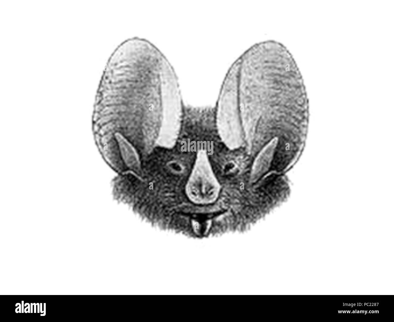 Bat facts Black and White Stock Photos & Images - Alamy