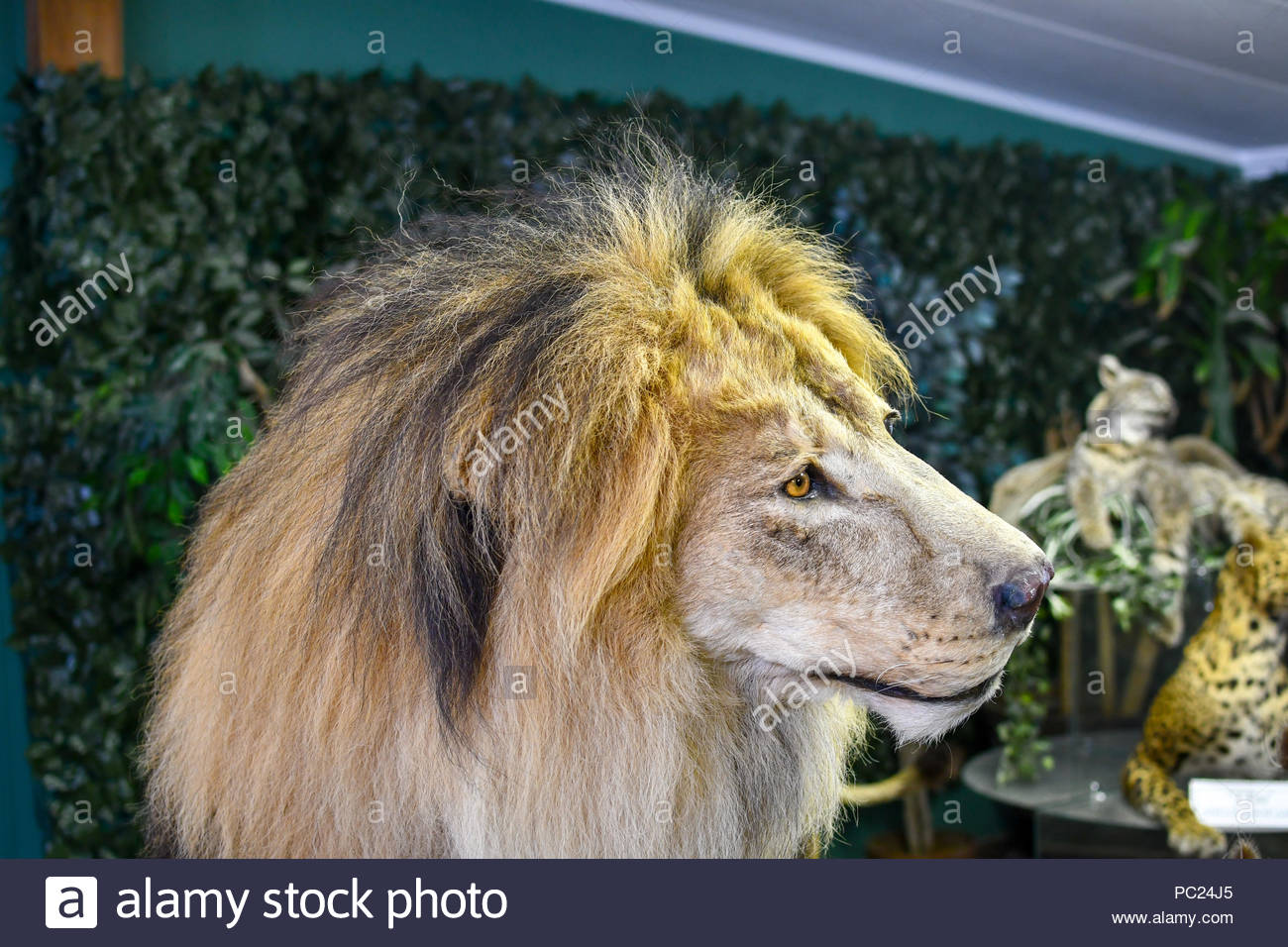 Taxidermy Lion Stock Photos & Taxidermy Lion Stock Images - Alamy