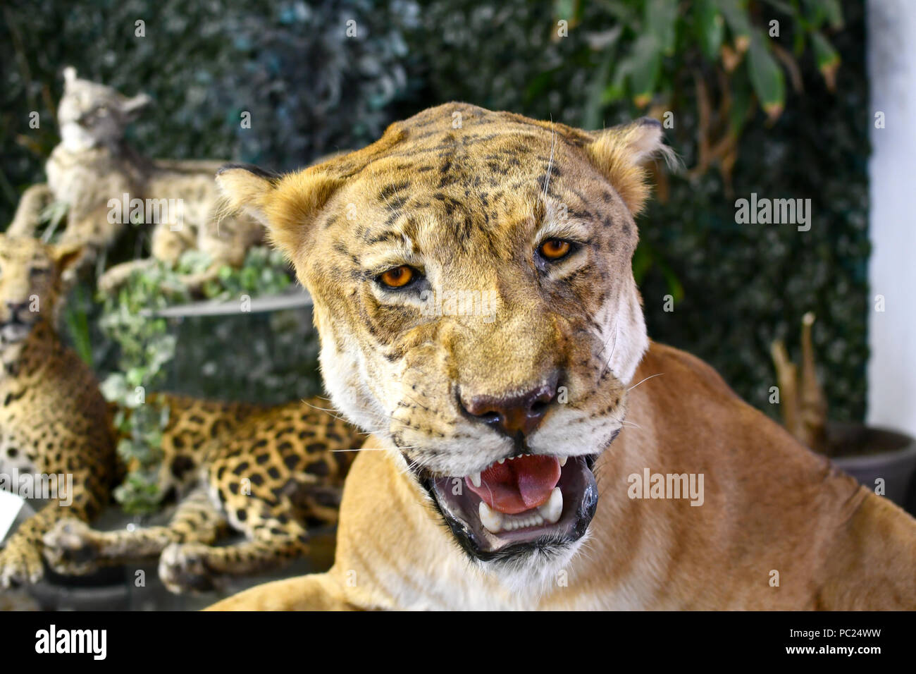 Stuffed liger, half lion and half tiger. Taxidermy Stock Photo - Alamy