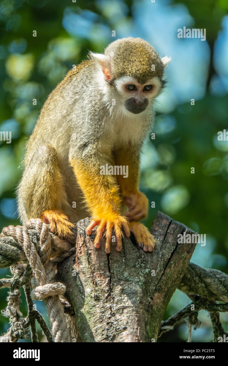 Brazilian squirrel monkey Stock Photo - Alamy