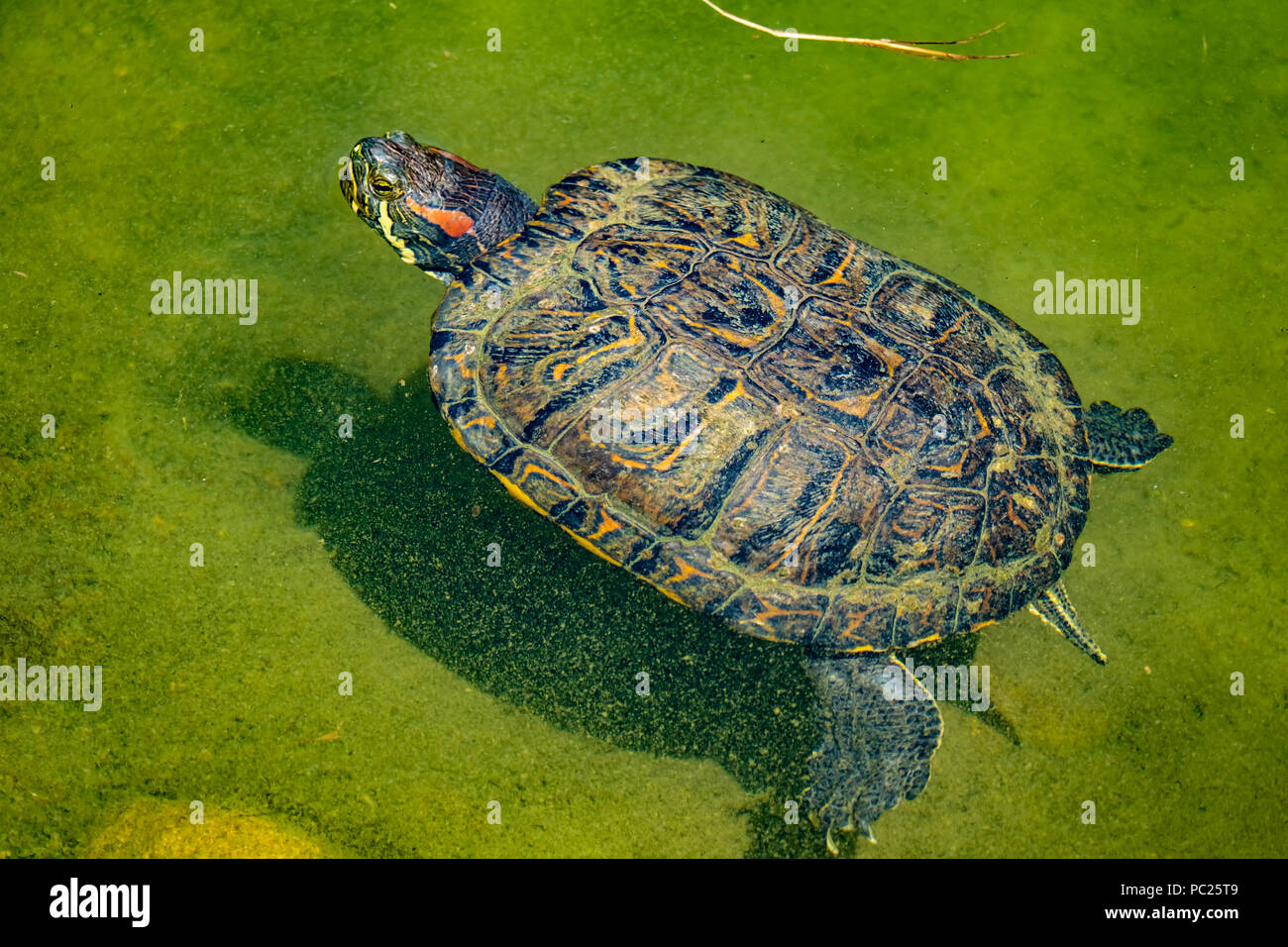 Red-eared slider turtle swimming in a pond Stock Photo - Alamy