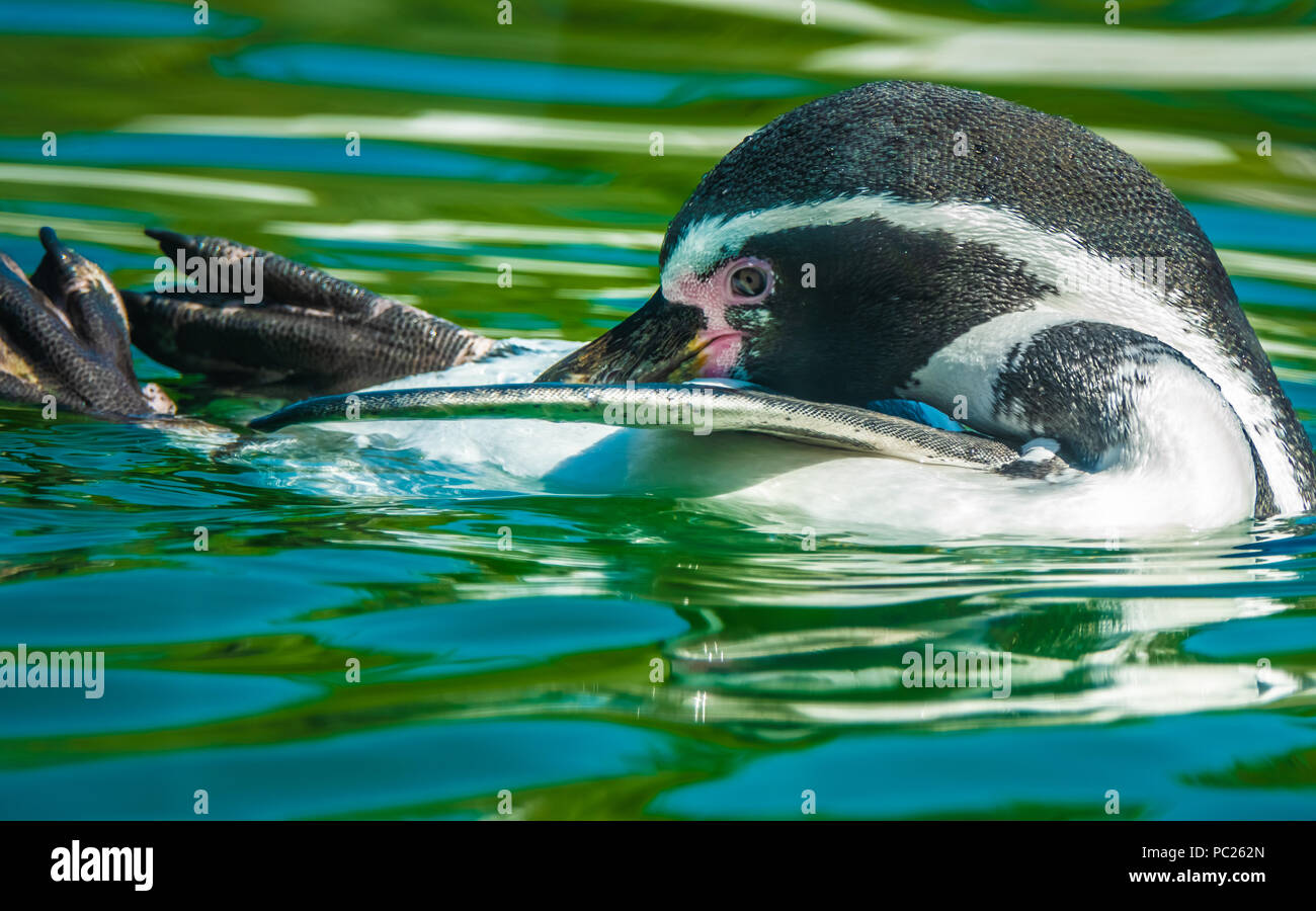 Humboldt penguin floating on its back Stock Photo - Alamy
