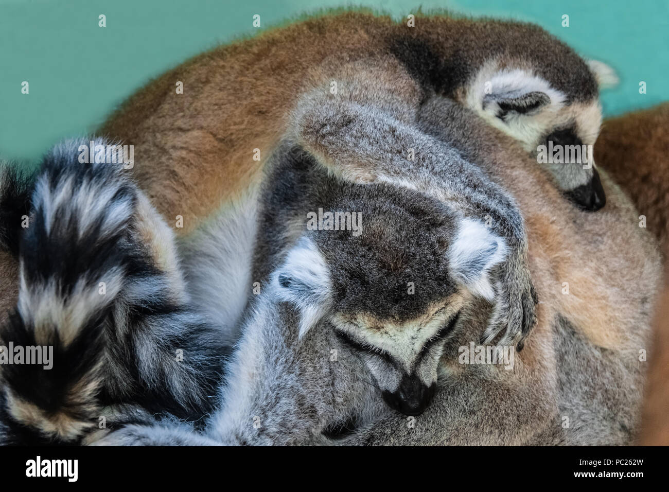 Furry mass of ring tailed lemurs huddling on a cool early morning Stock ...