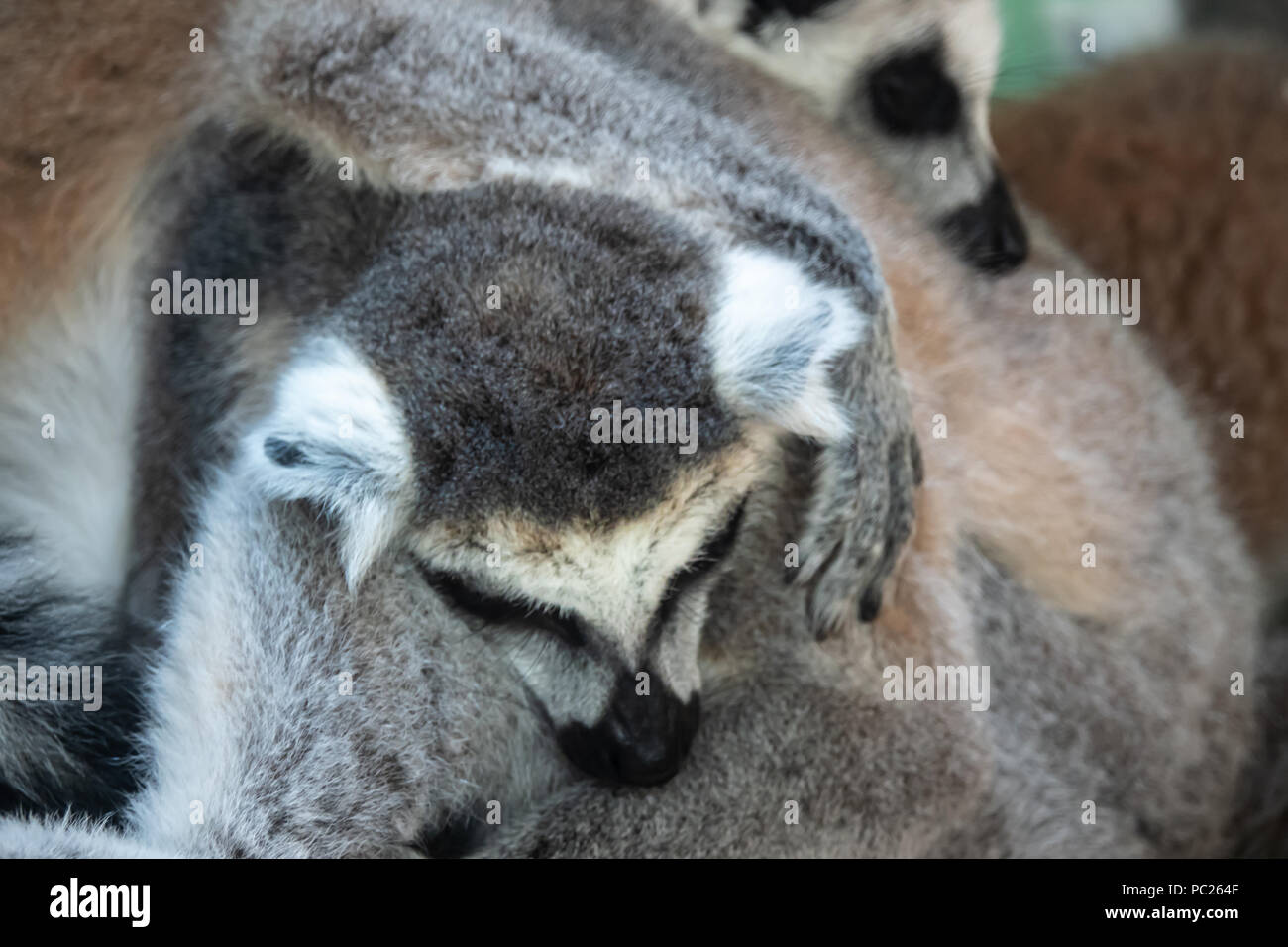 Furry mass of ring tailed lemurs huddling on a cool early morning Stock ...