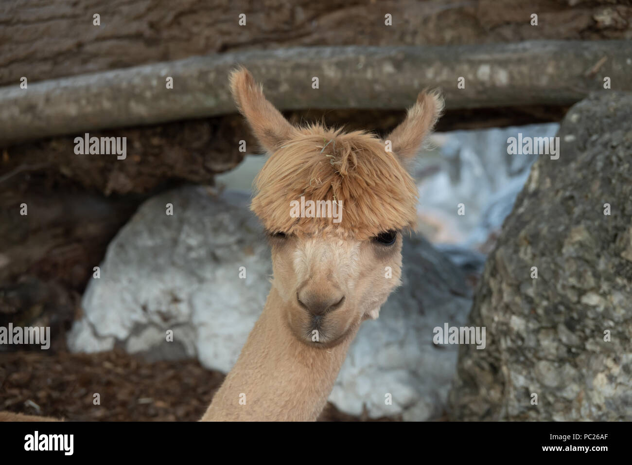 Close up of a young Alpaca Stock Photo - Alamy
