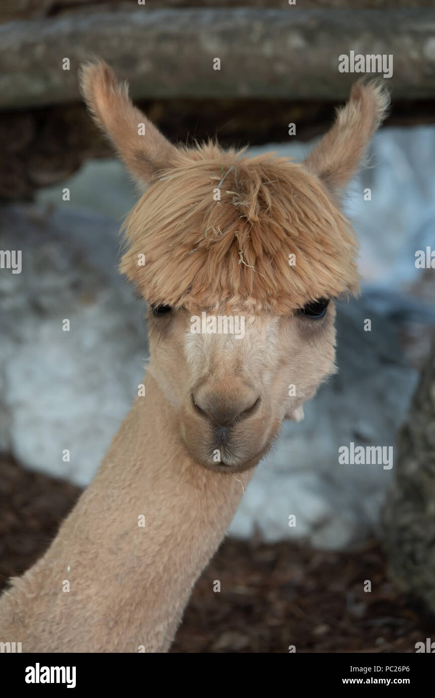 Indian high altitude zoo hi-res stock photography and images - Alamy