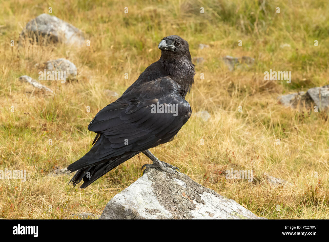Raven, large black common or Northern Raven, perched on a lichen ...