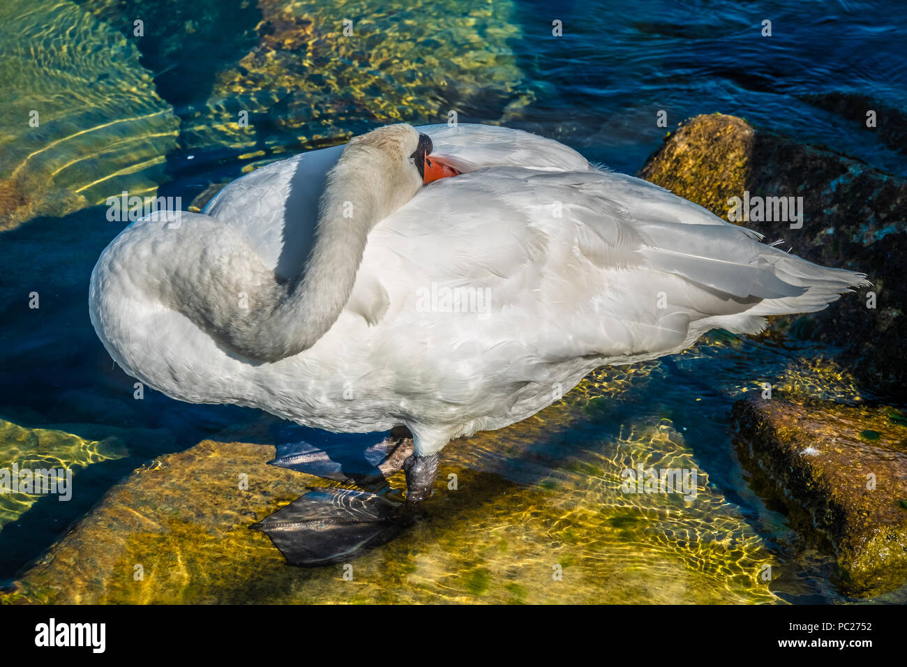 Head tucked under wing hi-res stock photography and images - Alamy