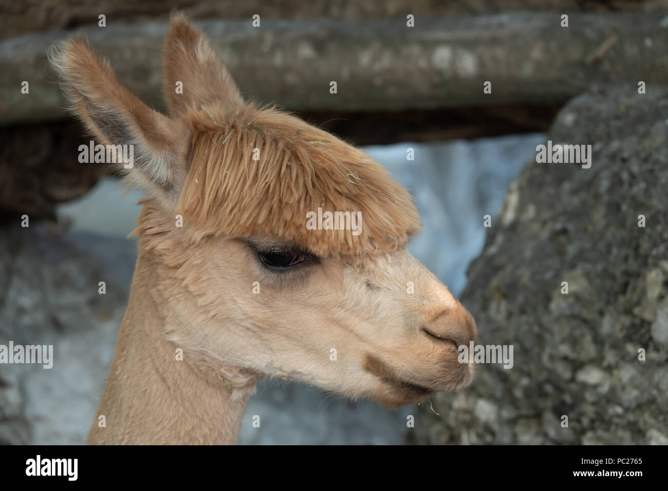 Indian high altitude zoo hi-res stock photography and images - Alamy