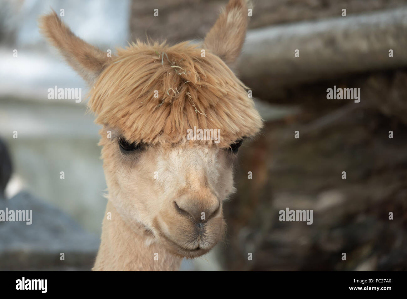 Indian high altitude zoo hi-res stock photography and images - Alamy