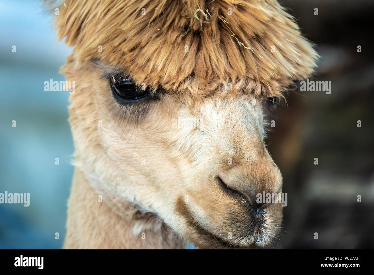 Indian high altitude zoo hi-res stock photography and images - Alamy