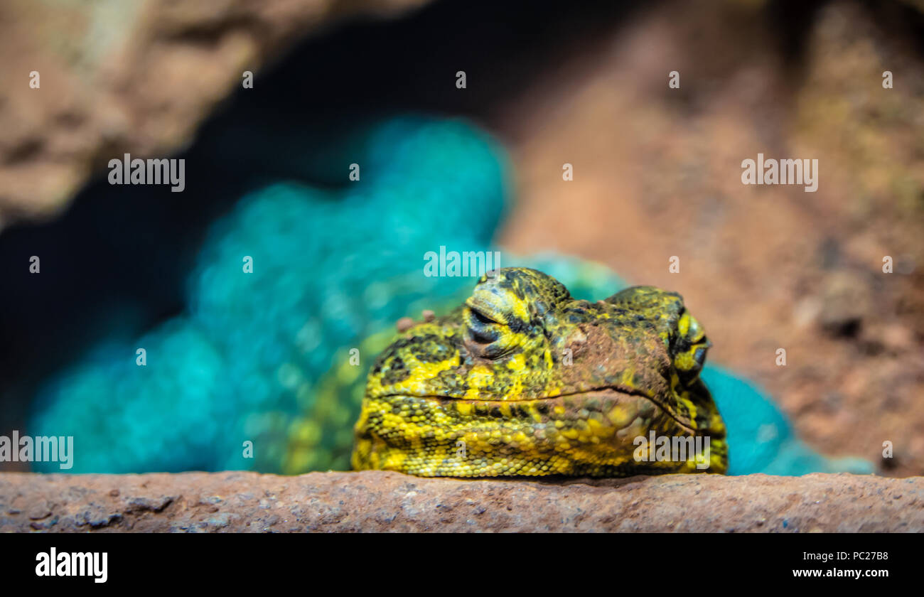 Male collared lizard, with blue-green body and yellow-brown head Stock ...