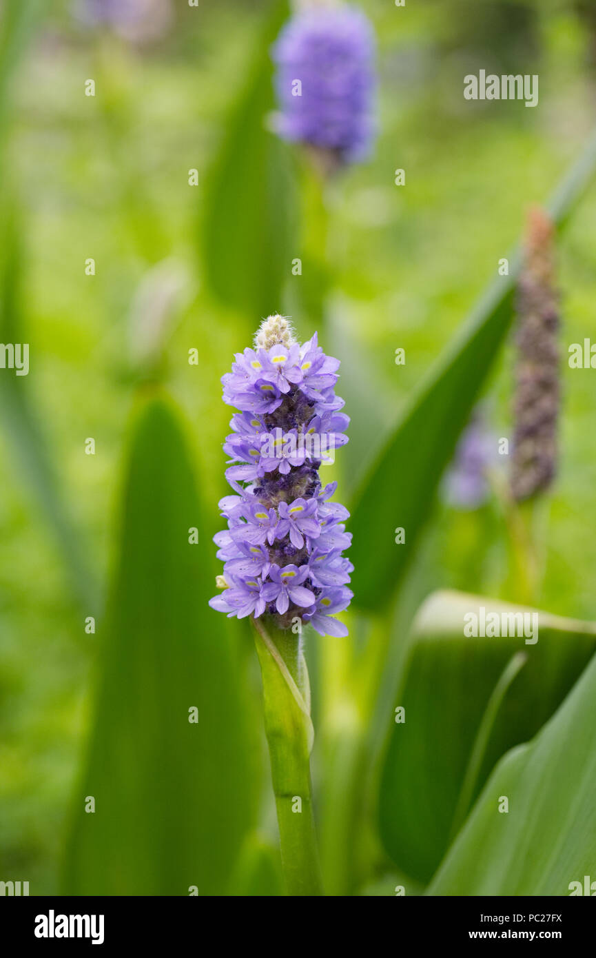Pontederiaceae hi-res stock photography and images - Alamy