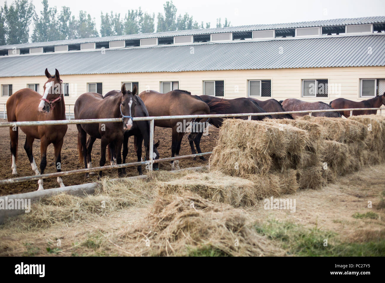 Horse eating hay at stable Stock Photo - Alamy