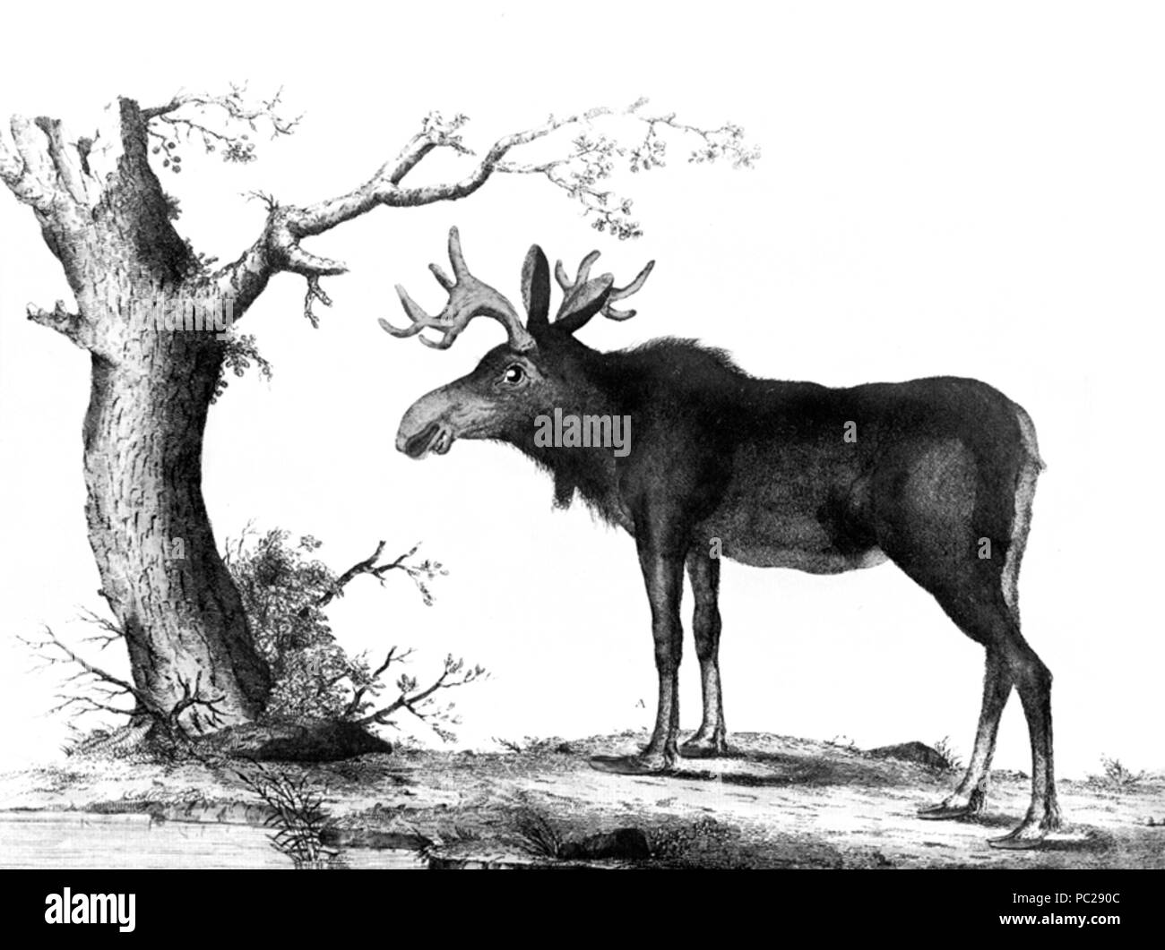 John moose Black and White Stock Photos & Images - Alamy