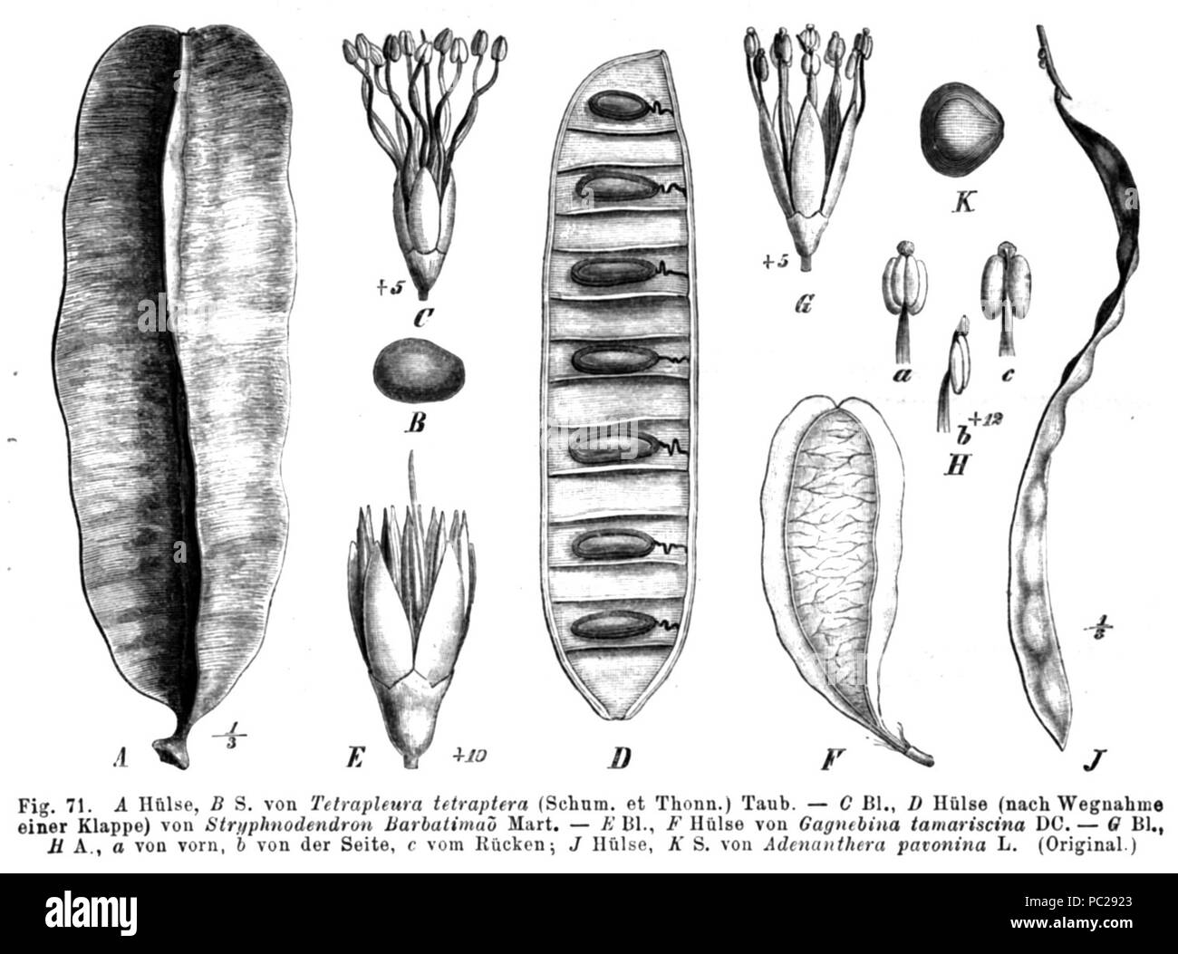 Subfamily mimosoideae hi-res stock photography and images - Alamy