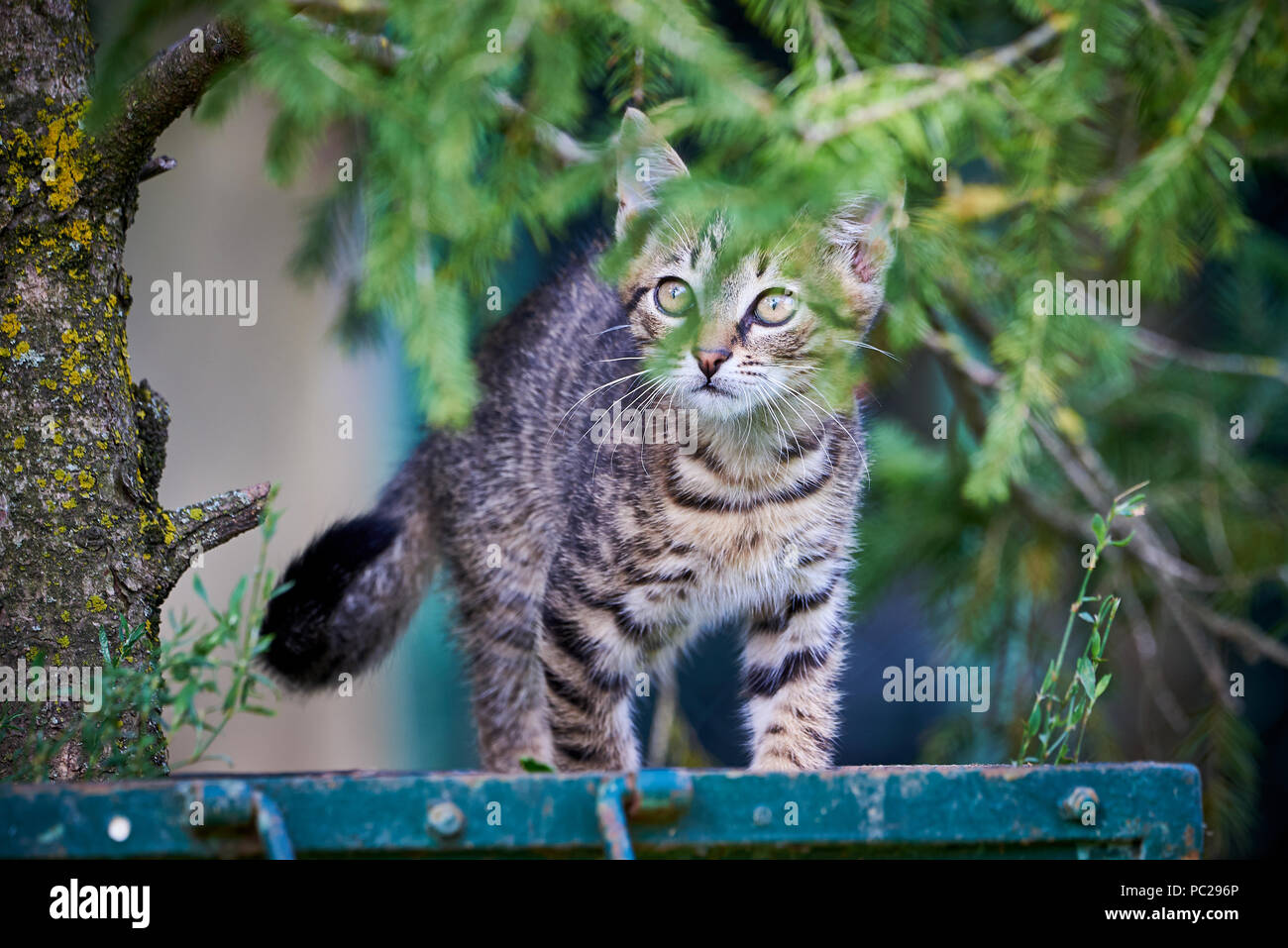 Tabby Cat Climbing A Tree Stock Photo - Alamy