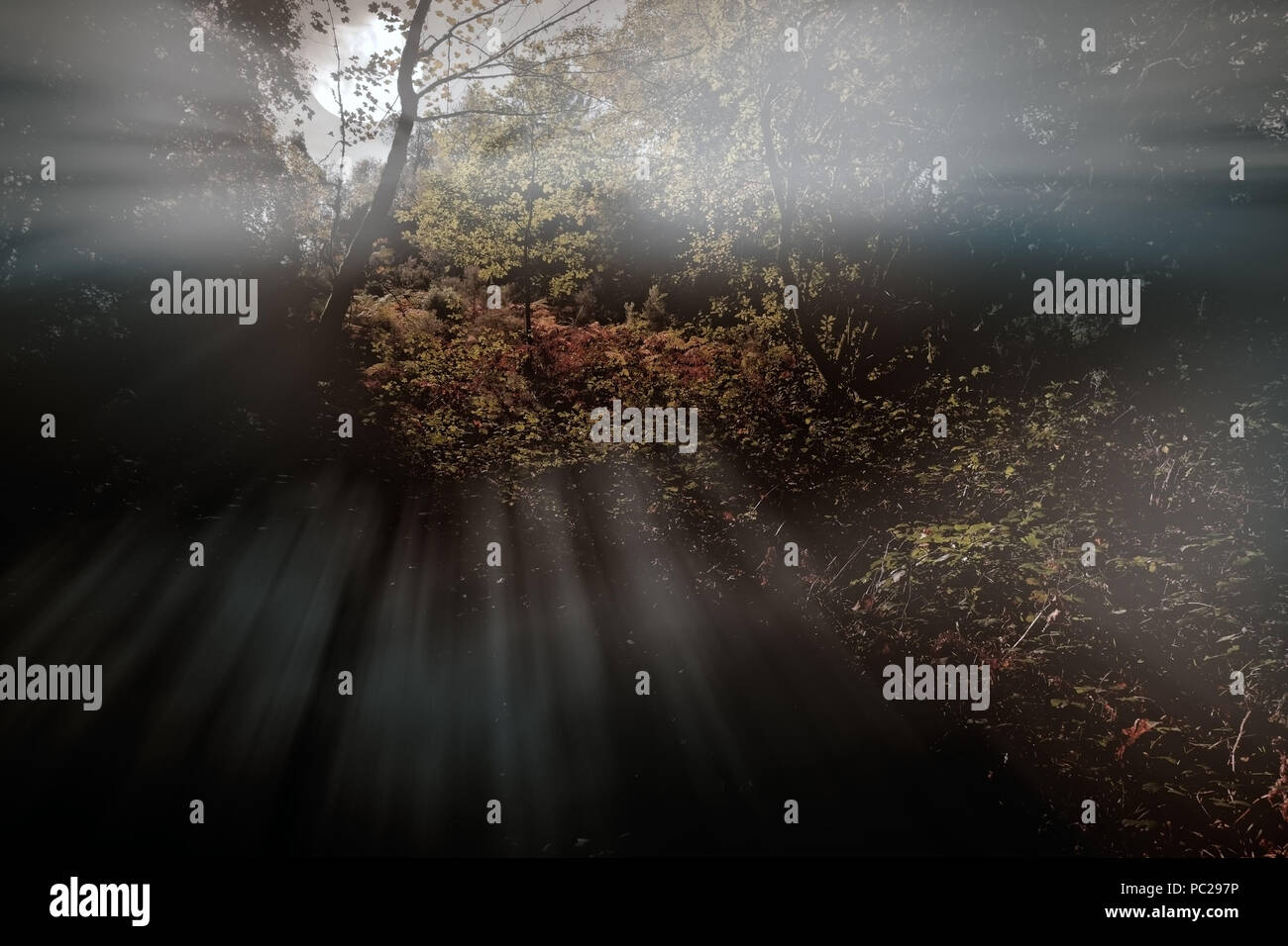 Full moon rising from behind a mysterious European dense forest with ...