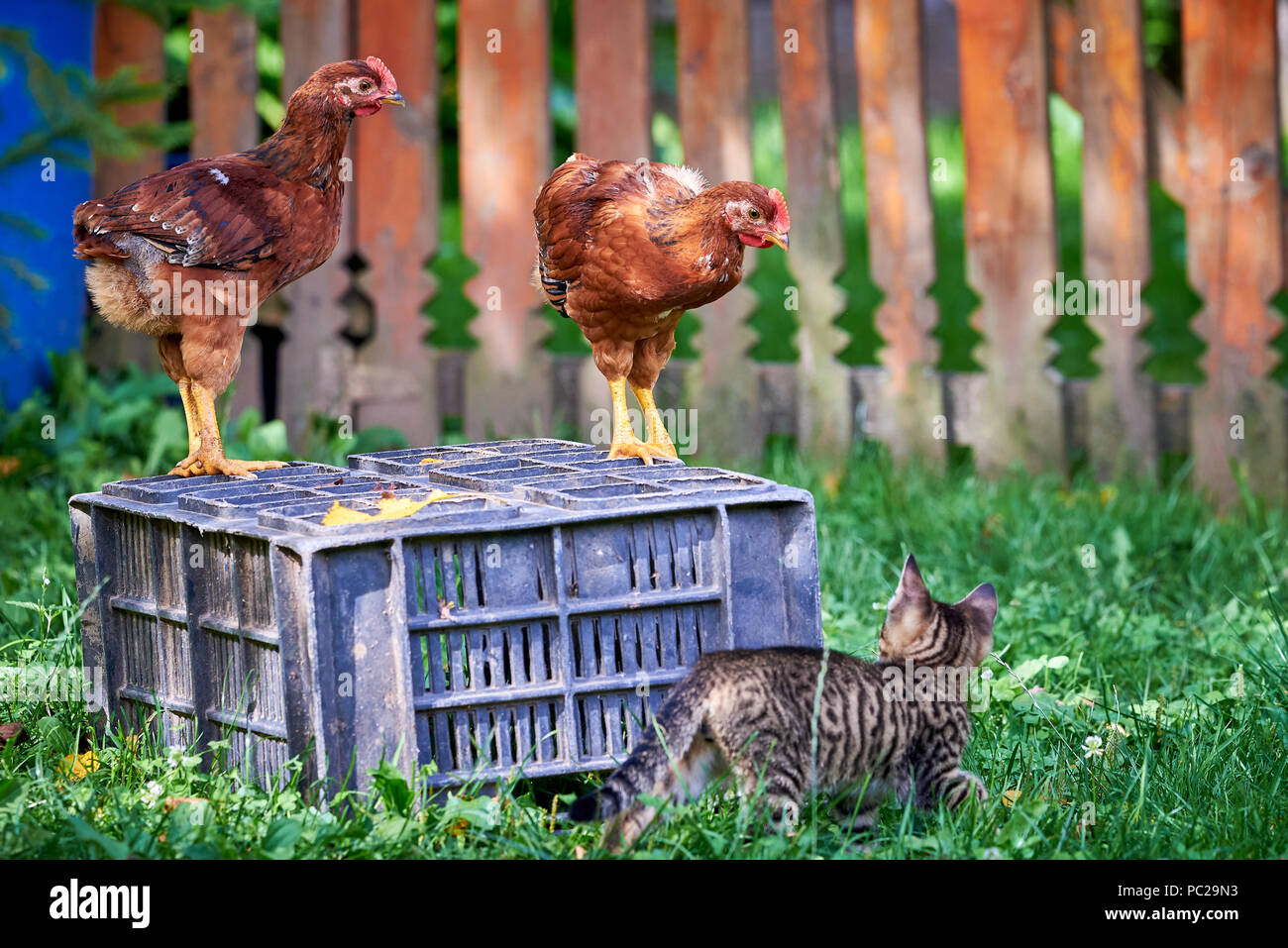 Tabby farm kitten playing hi-res stock photography and images - Alamy