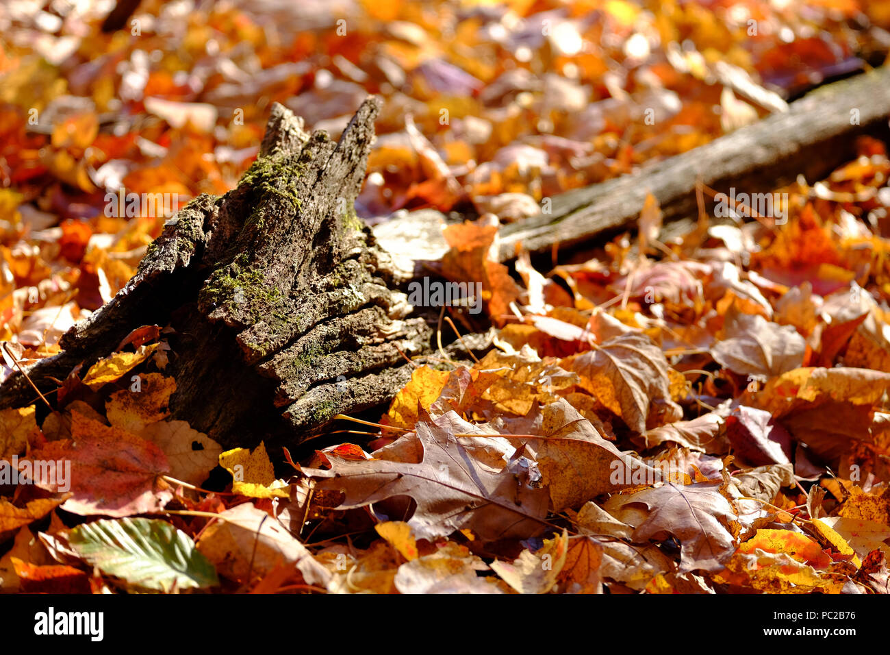 A decaying stump buried in fallen leaves Stock Photo - Alamy