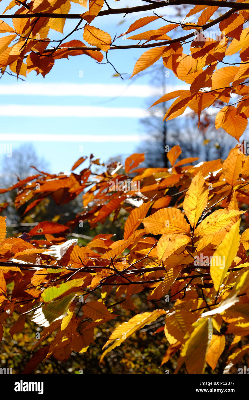 Parallel clouds hi-res stock photography and images - Alamy