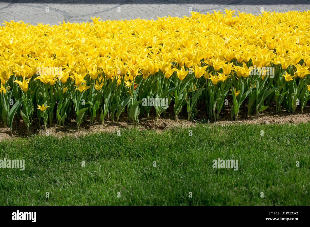 Tulips of yellow color in nature in spring time Stock Photo - Alamy