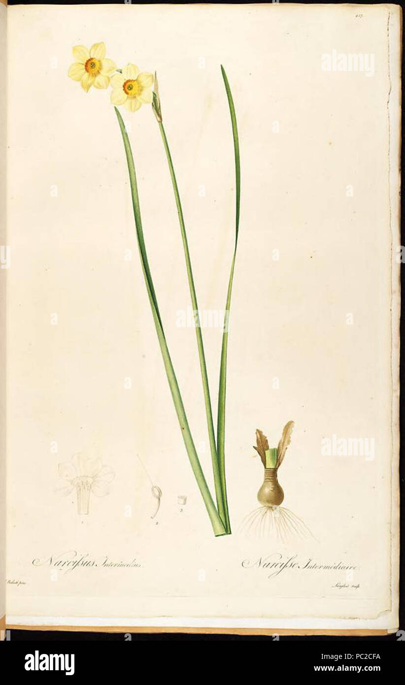 Narcissus greek mythology hi-res stock photography and images - Alamy