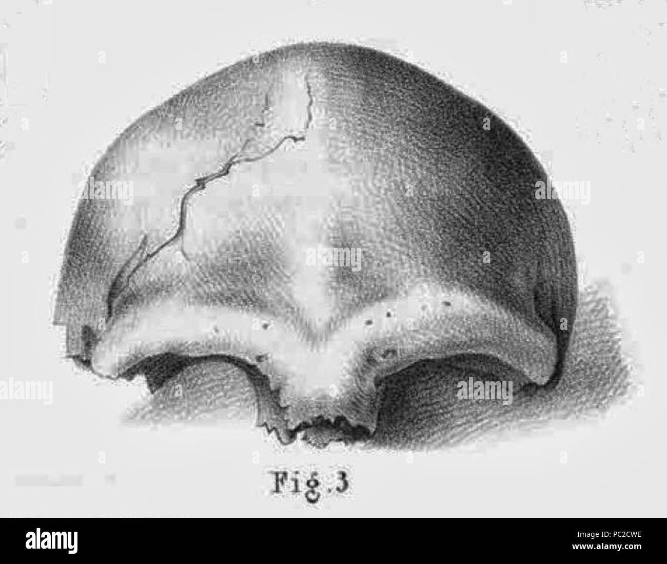 439 Neandertal 1 Calvarium B fig.3 Stock Photo - Alamy