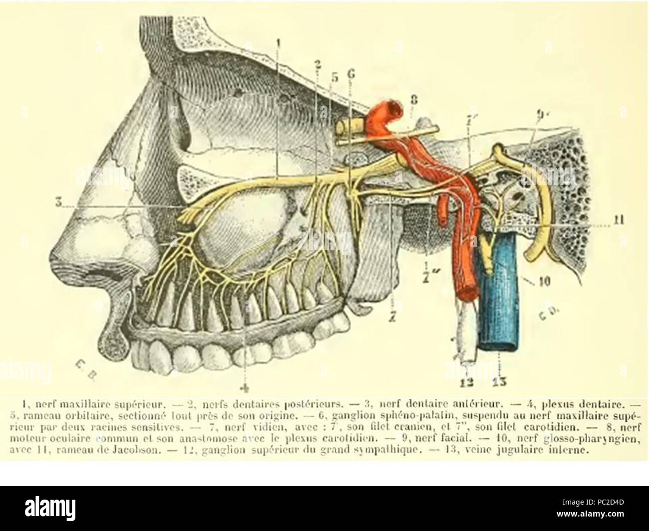 Nervo hi-res stock photography and images - Alamy