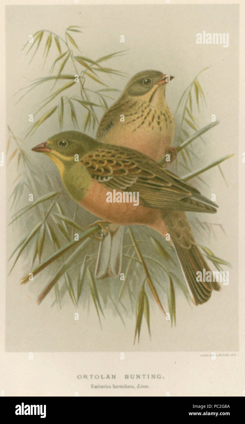 Ortolan food hi-res stock photography and images - Alamy