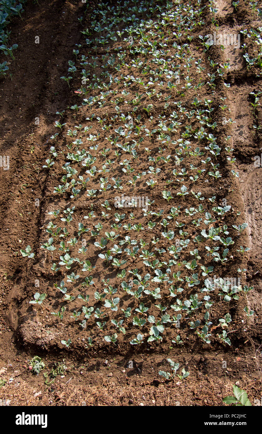 Growing sprouted agricultural crops in spring field Stock Photo - Alamy