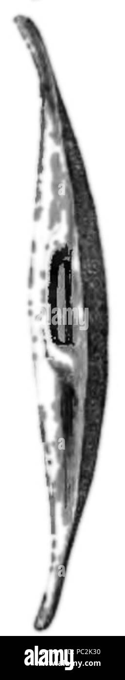 P333 hi-res stock photography and images - Alamy