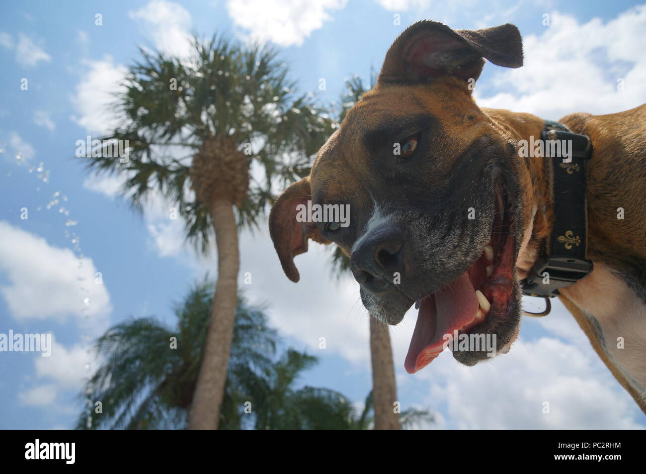 Dog palm trees hi-res stock photography and images - Alamy