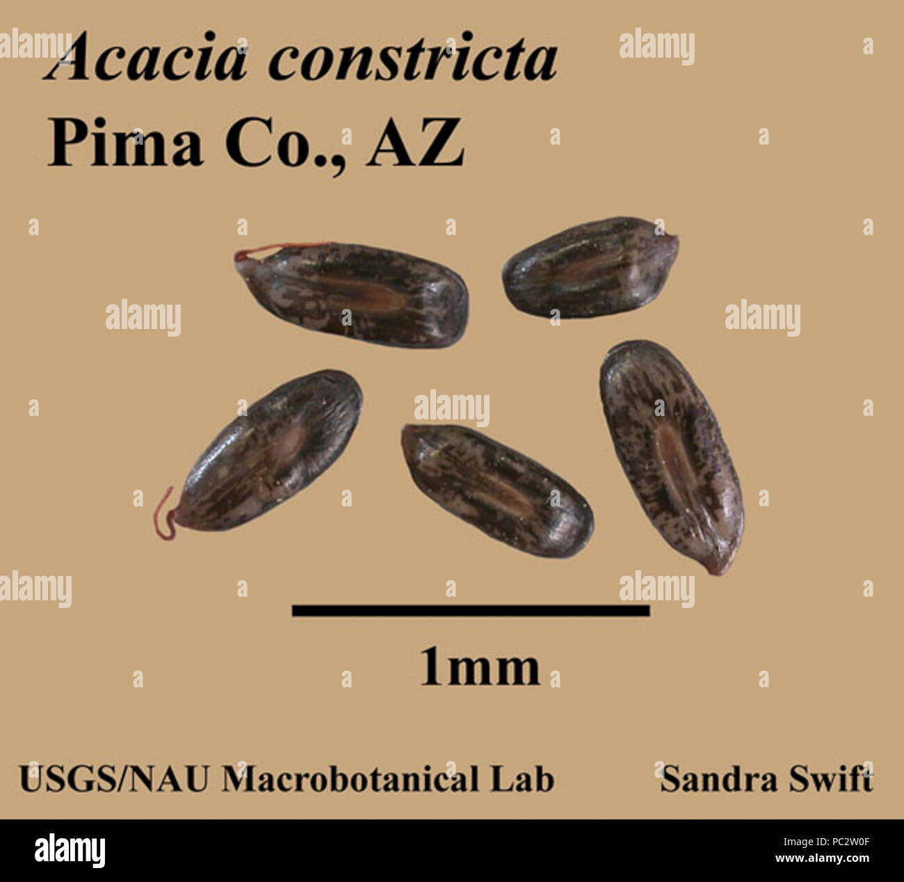 Acacia constricta hi-res stock photography and images - Alamy