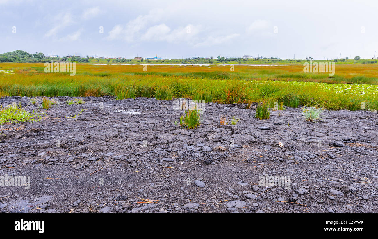 Pitch Lake, the largest natural deposit of asphalt in the world, La ...