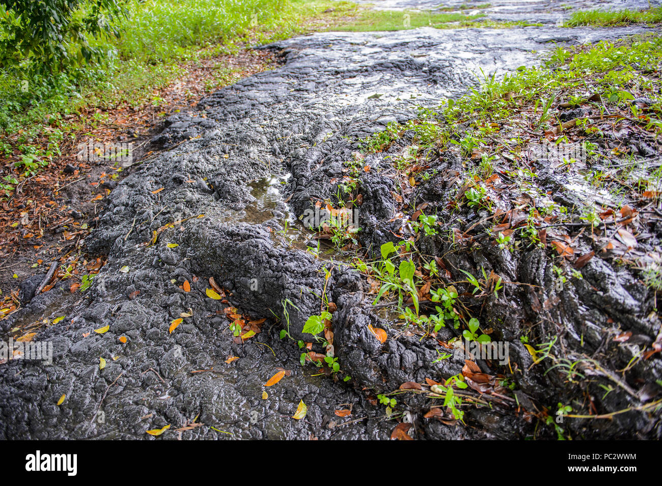 Asphalt road, Pitch Lake, the largest natural deposit of asphalt in the ...