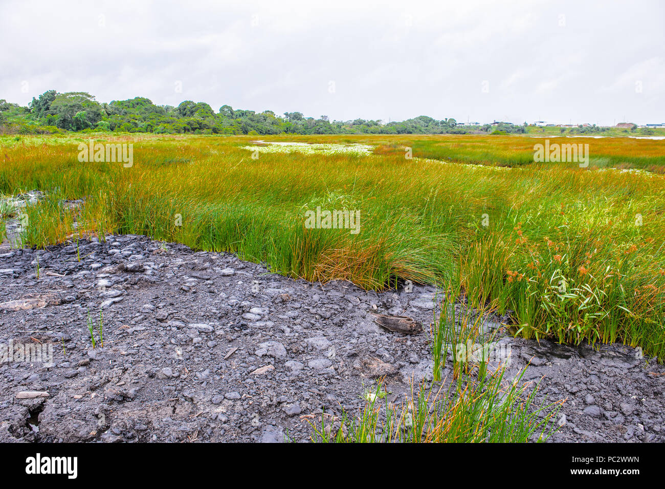 Pitch Lake, the largest natural deposit of asphalt in the world, La ...