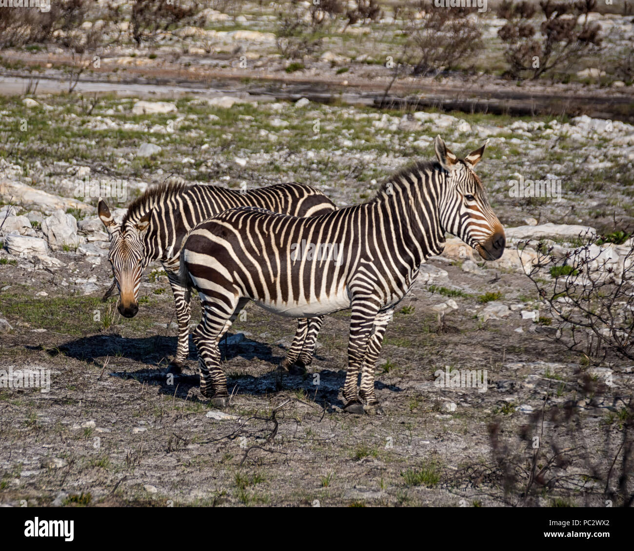 A pair of Cape Mountain Zebra standing in a burn area in Southernr ...