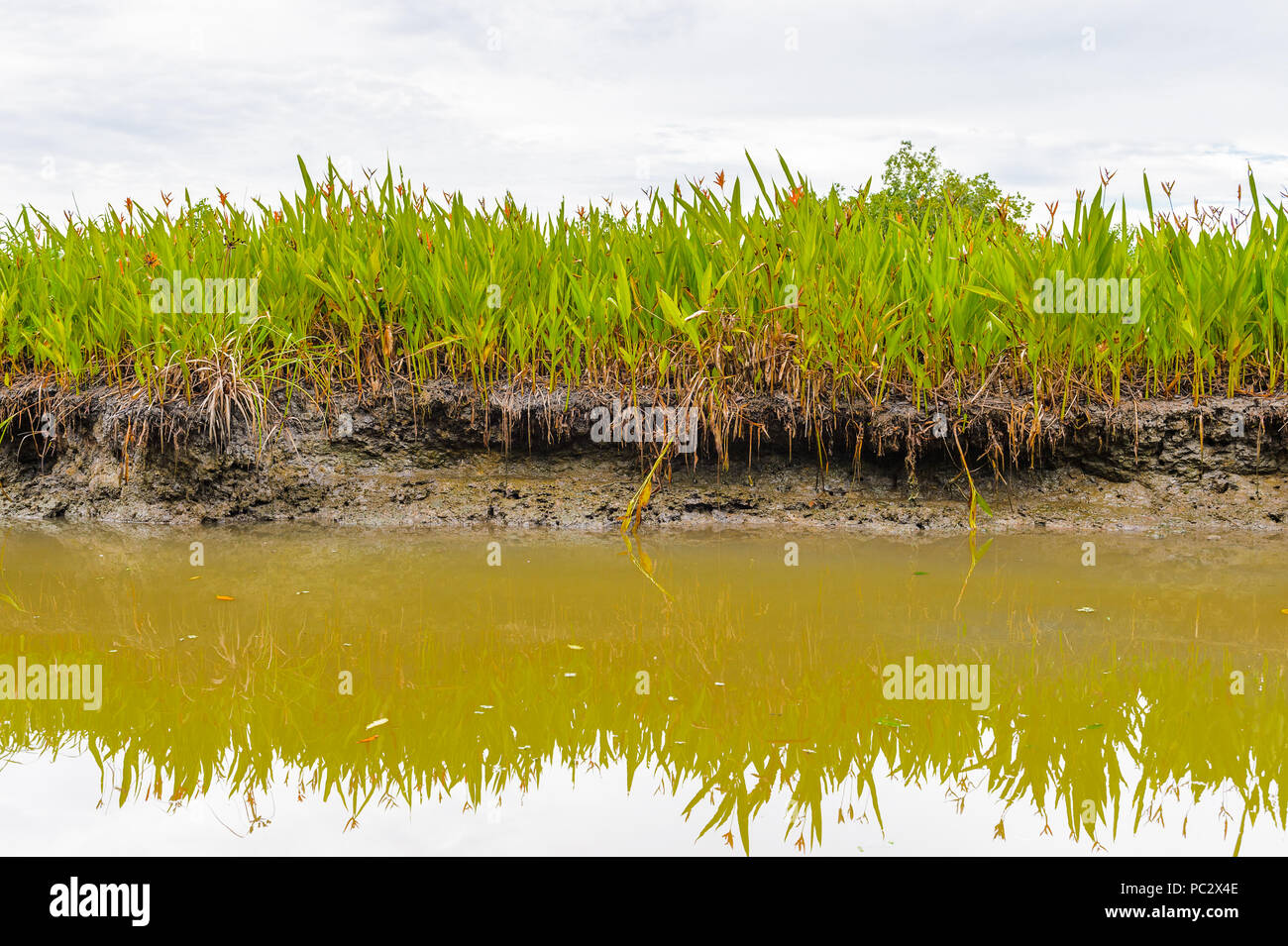 Nature of a river in Trinidad and Tobago, South America Stock Photo - Alamy