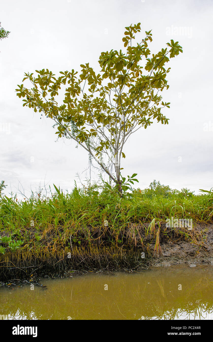 Nature of a river in Trinidad and Tobago, South America Stock Photo - Alamy