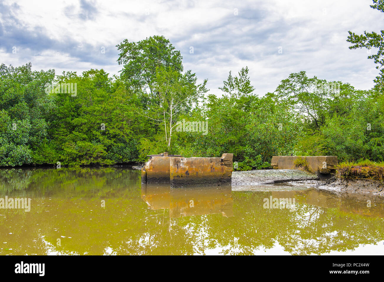 Nature of a river in Trinidad and Tobago, South America Stock Photo - Alamy
