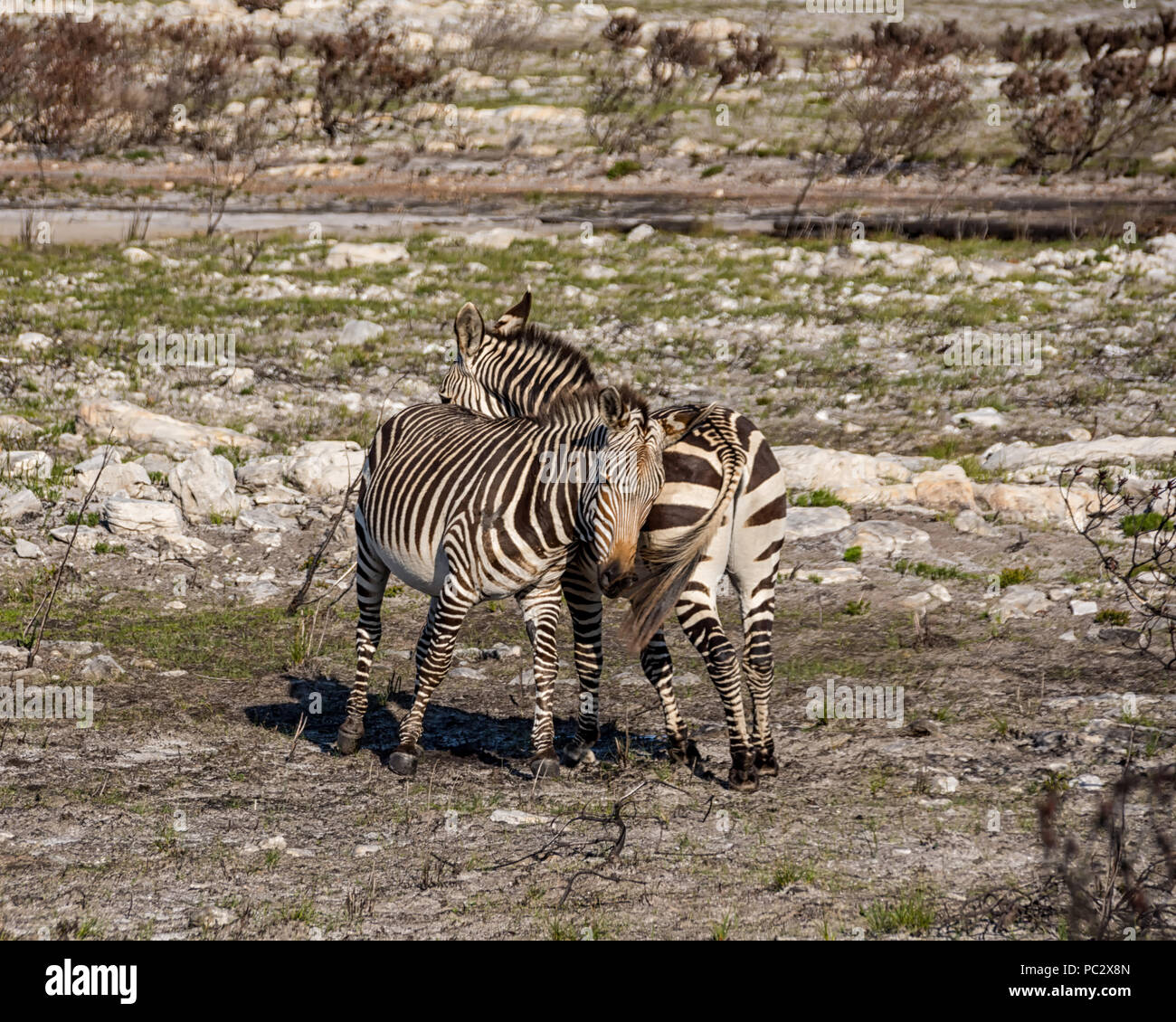 Zebra pair standing close hi-res stock photography and images - Alamy