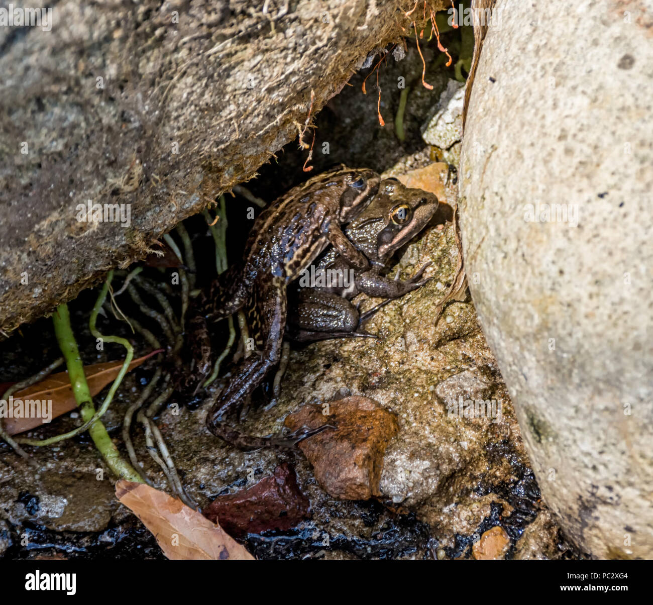 South africa frogs hi-res stock photography and images - Alamy