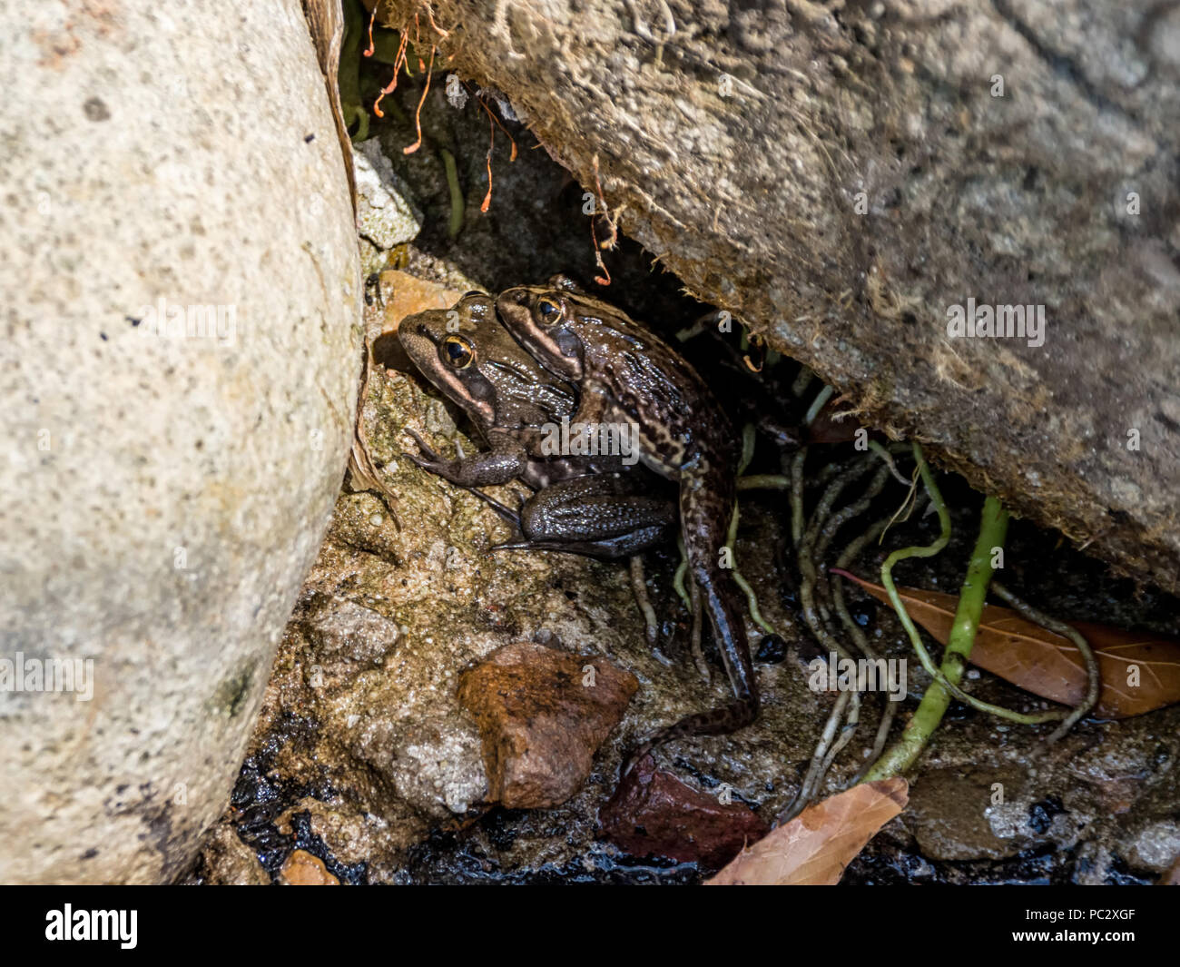A pair of Cape River Frogs mating in Southern Africa Stock Photo - Alamy