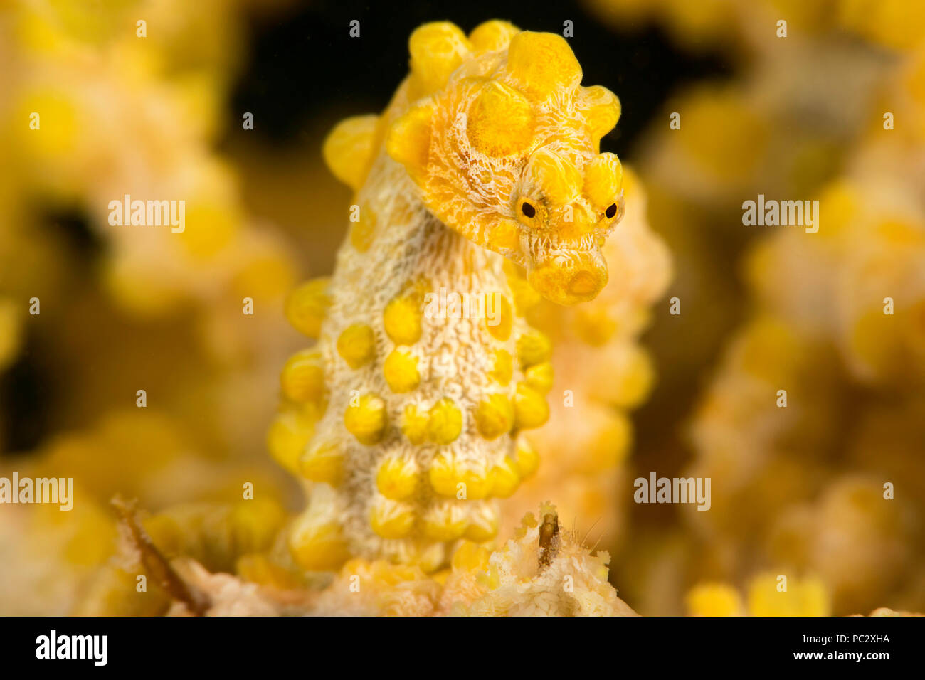 Yellow pygmy seahorse, Hippocampus bargibanti, Philippines. Also known ...