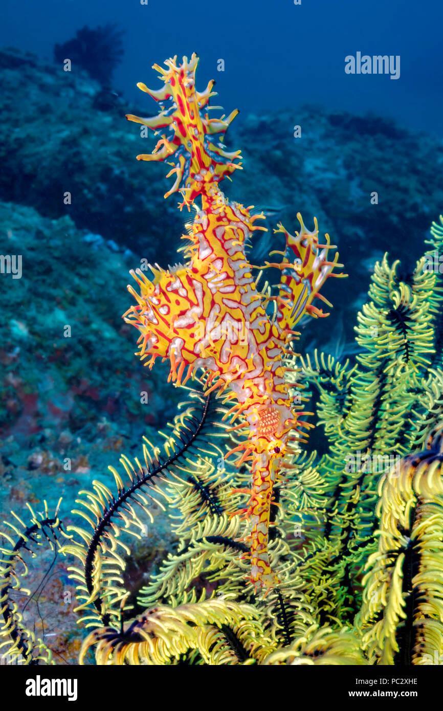 Solenostomidae Stock Photos & Solenostomidae Stock Images - Alamy