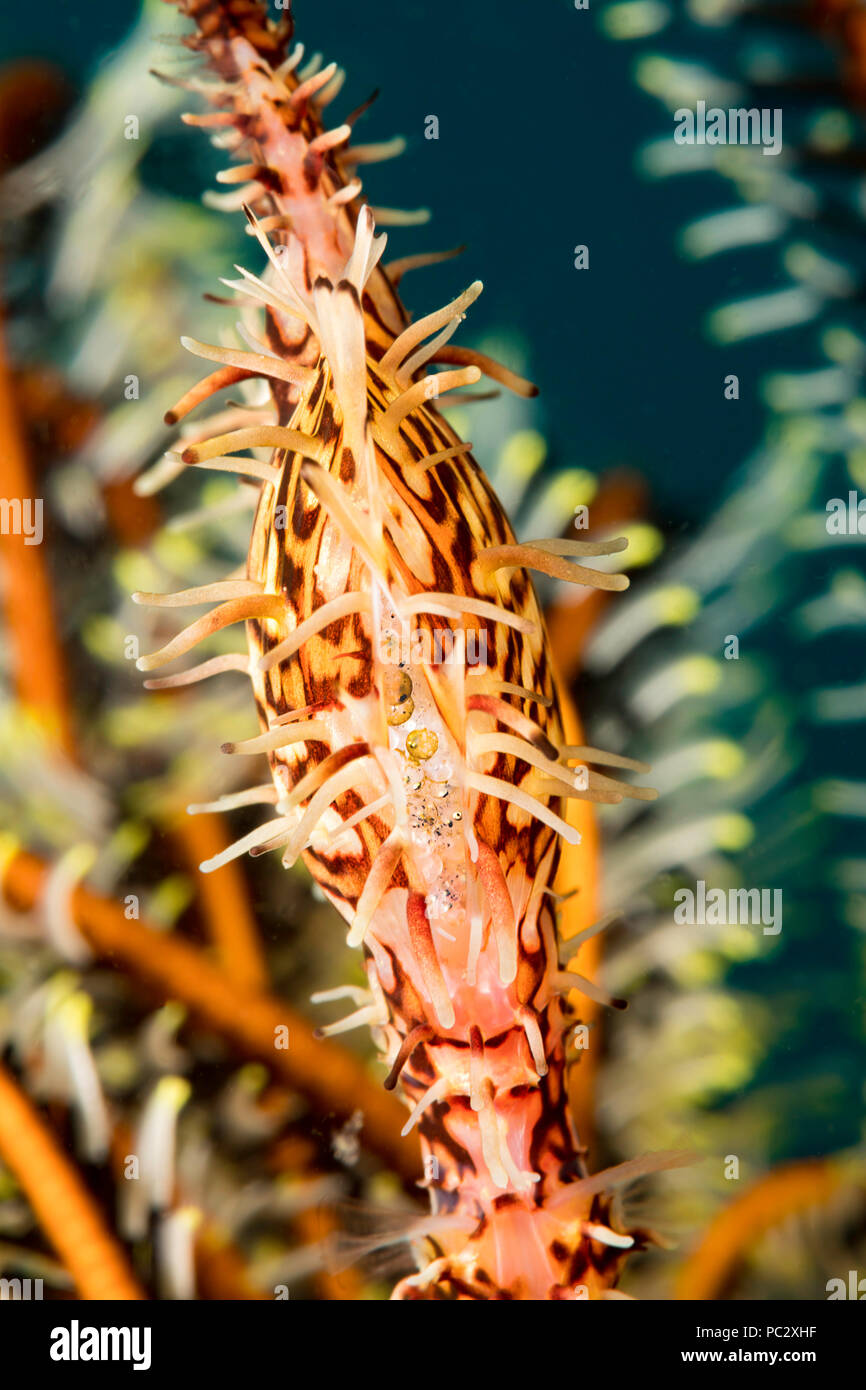 Red Ornate Ghost Pipefish High Resolution Stock Photography and Images ...