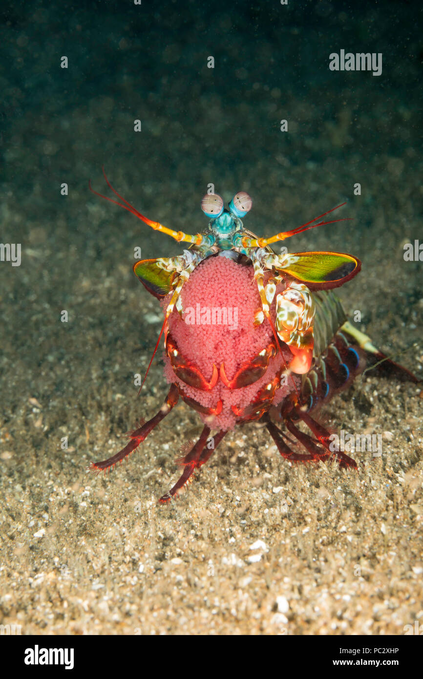 Baby mantis shrimp hi-res stock photography and images - Alamy