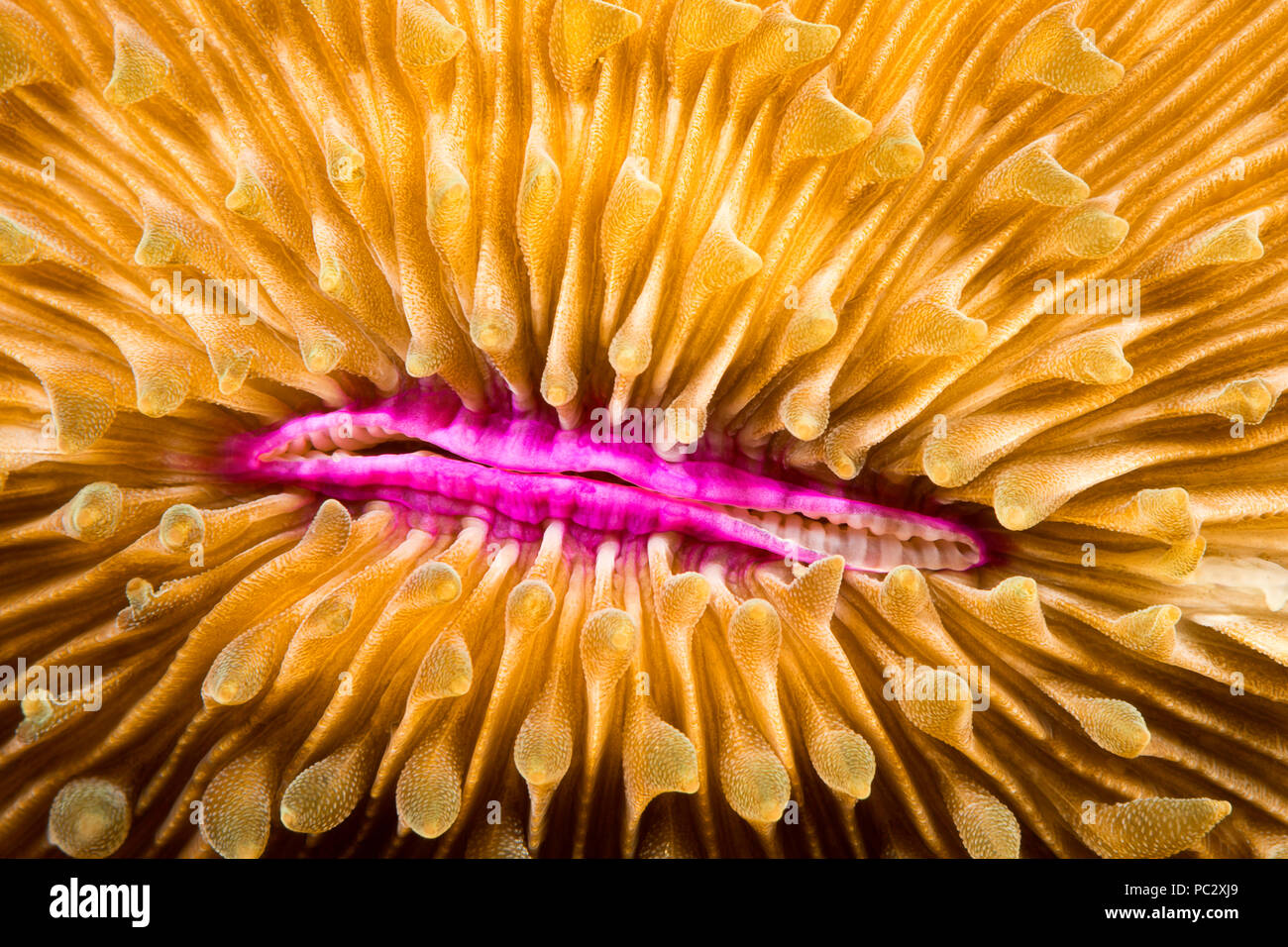 Mouth detail of a colorful and healthy mushroom coral, Fungia fungites ...