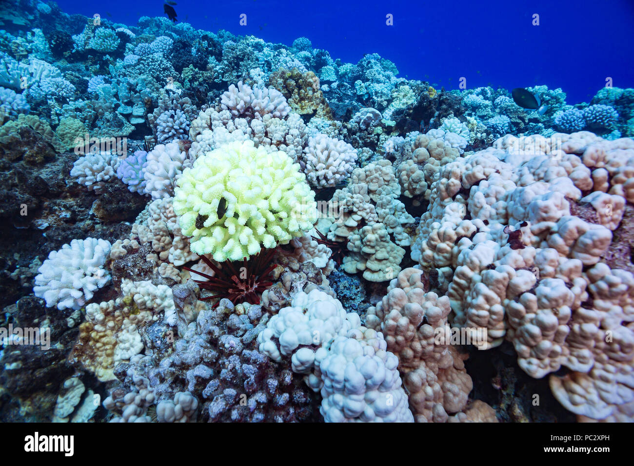 Cauliflower coral hi-res stock photography and images - Alamy